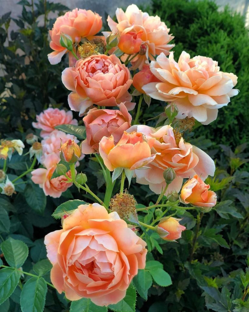 I got my mom this type of rose for mother’s day, they are called “At ...